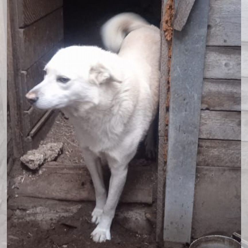 Лайка, взрослый пёс