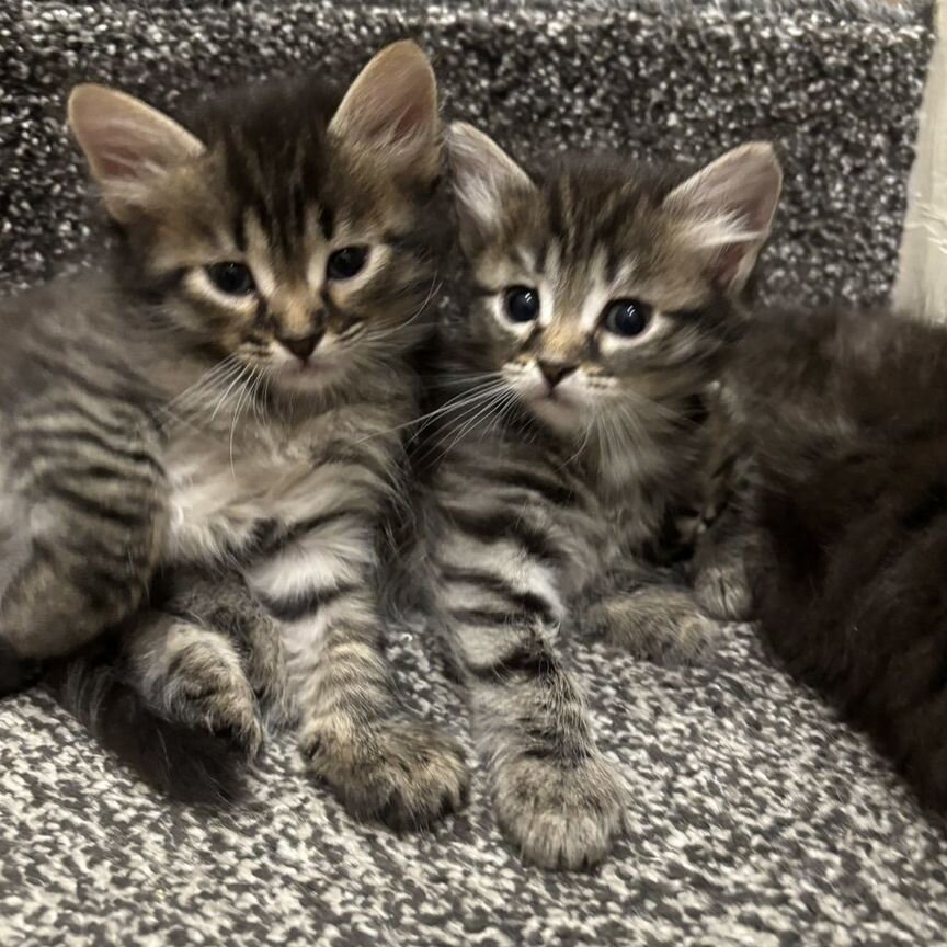 Продам котят