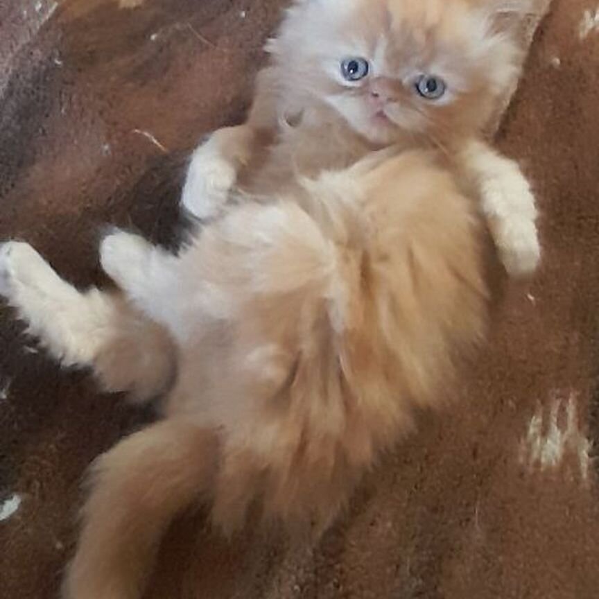 Персидские котята с доставкой до двери
