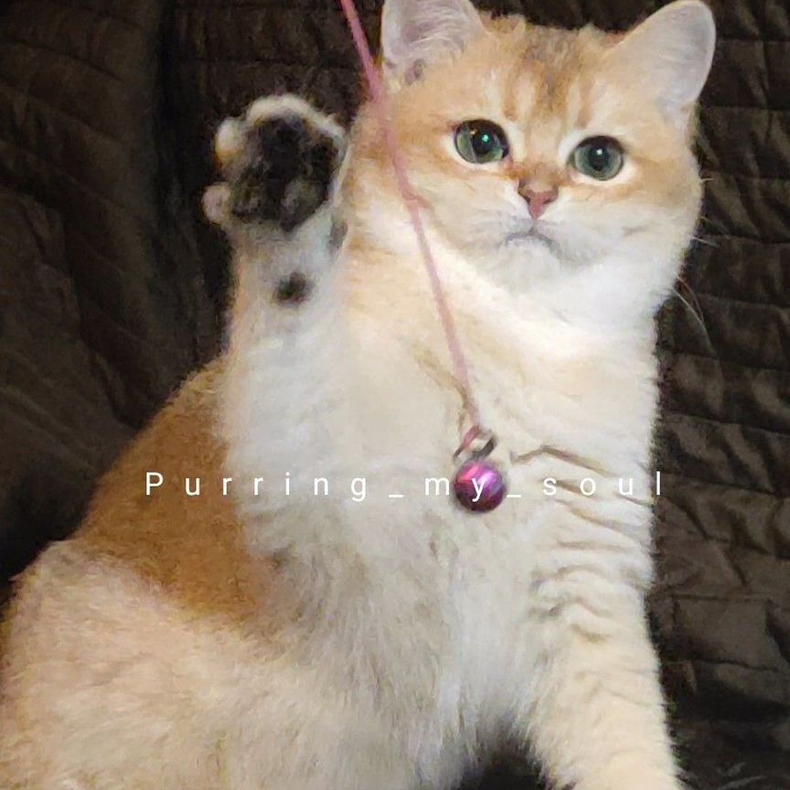 Плюшка - станет Вашей, золотого окраса BRIny25