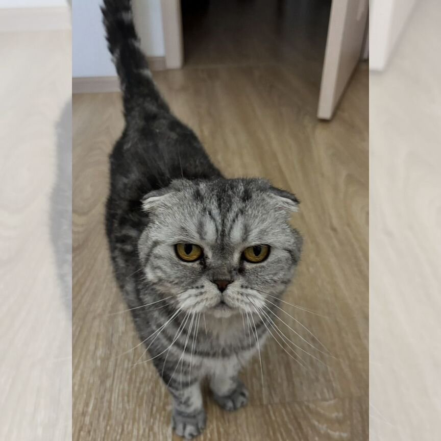 Шотландская вислоухая короткошёрстная, взрослая кошка