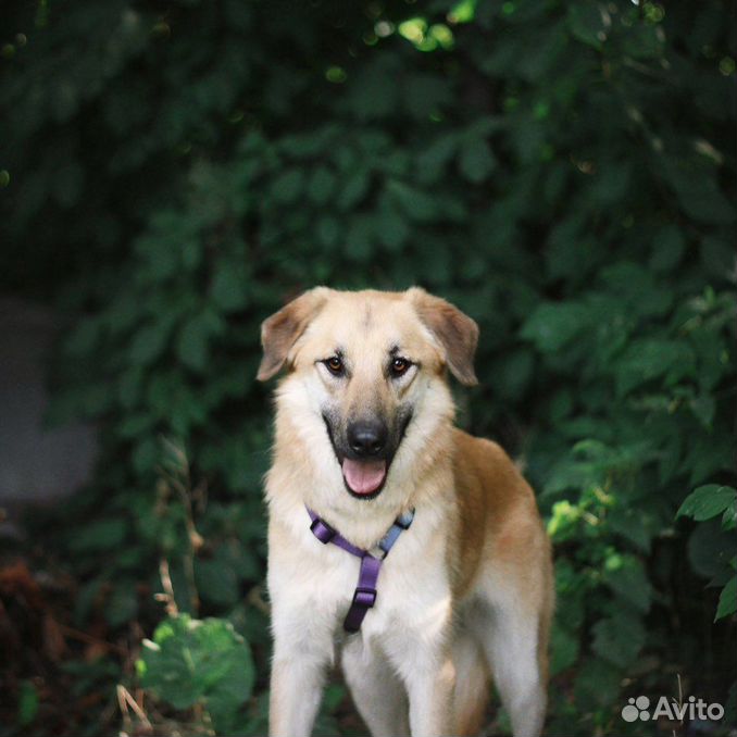 Собака в добрые руки. Блэр ищет дом