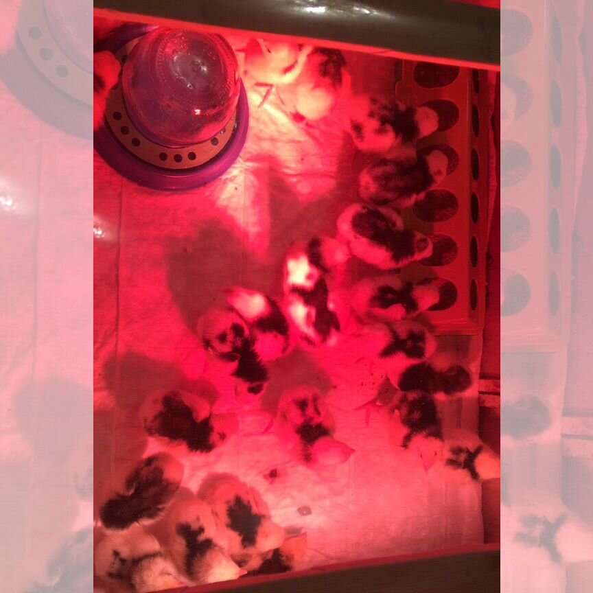 Цыплята пушкинские и царскосельские