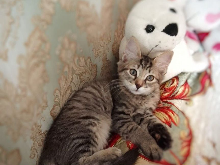Котенок игривый и ласковый в дар