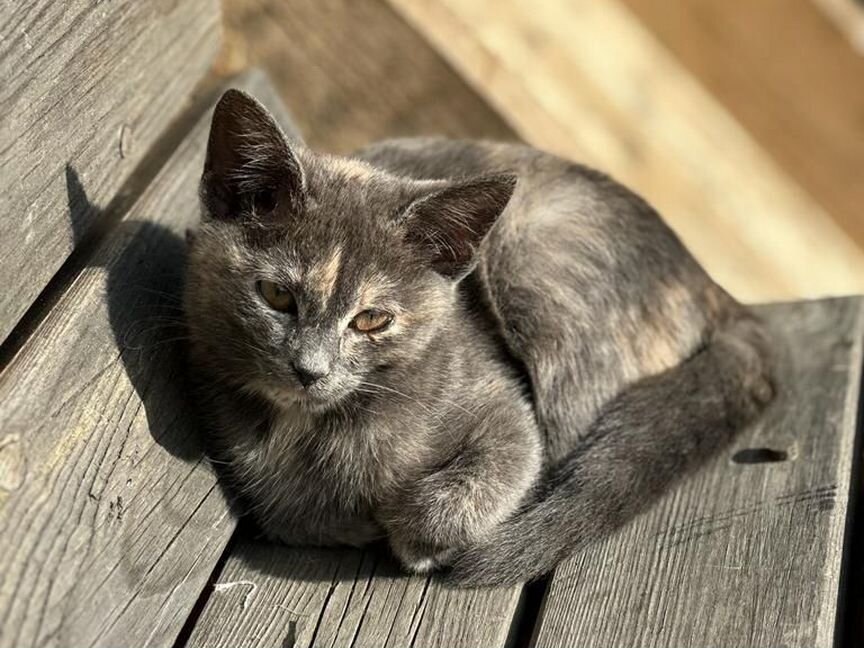 Котёнок серо-рыжий