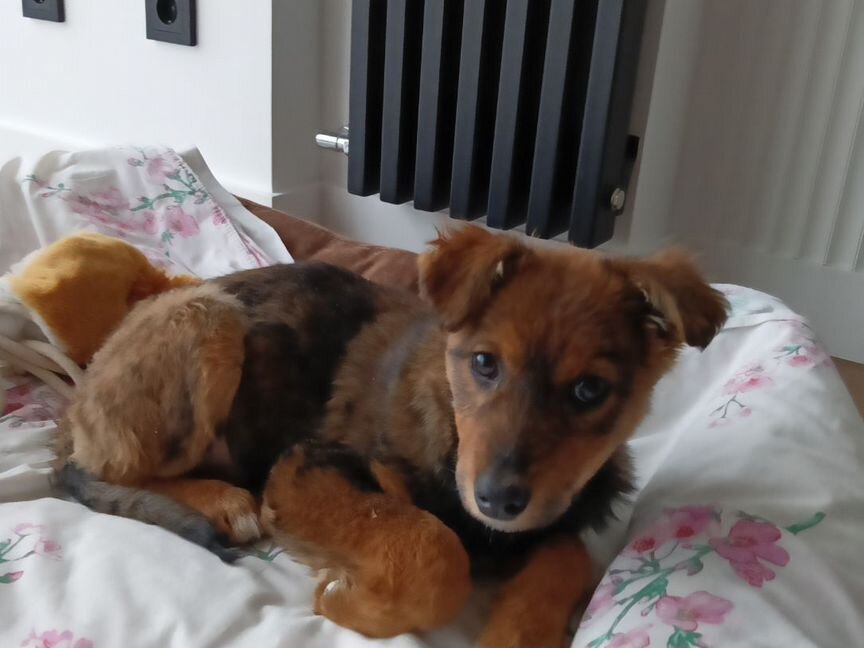 Щенок ищет дом