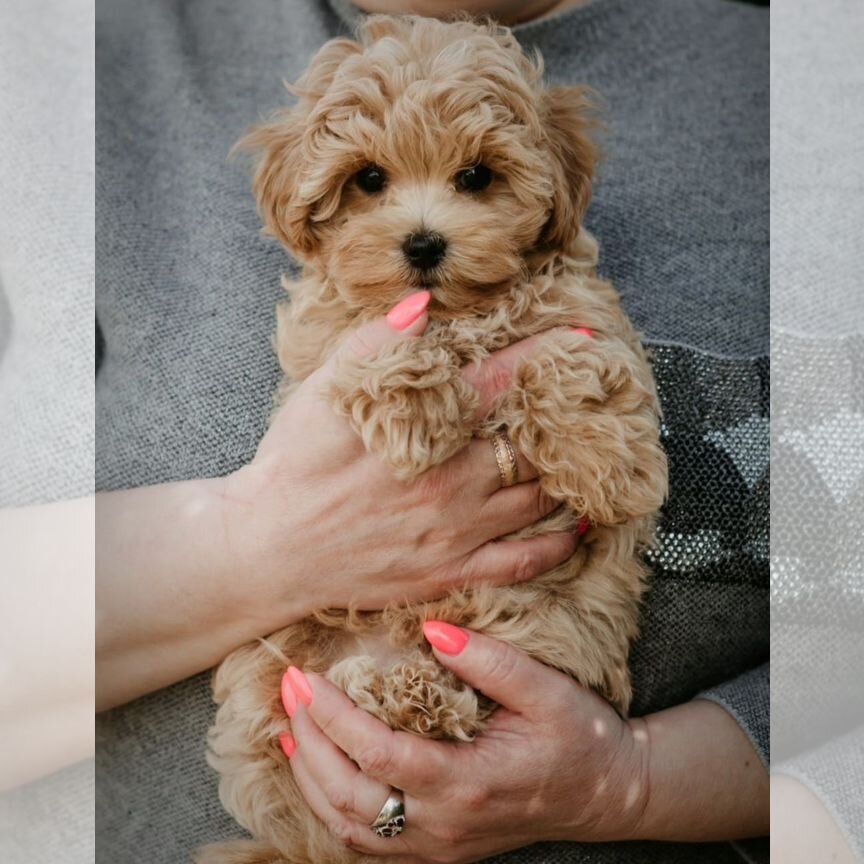 Мальтипу, щенок