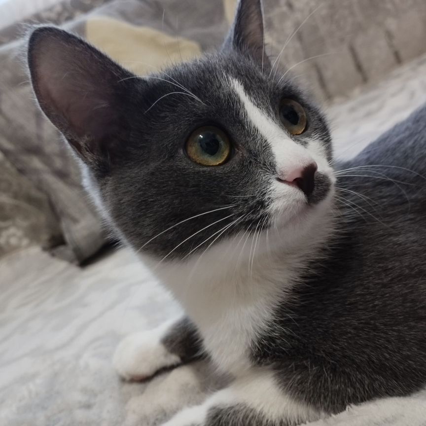 Котята в добрые руки бесплатно девочка