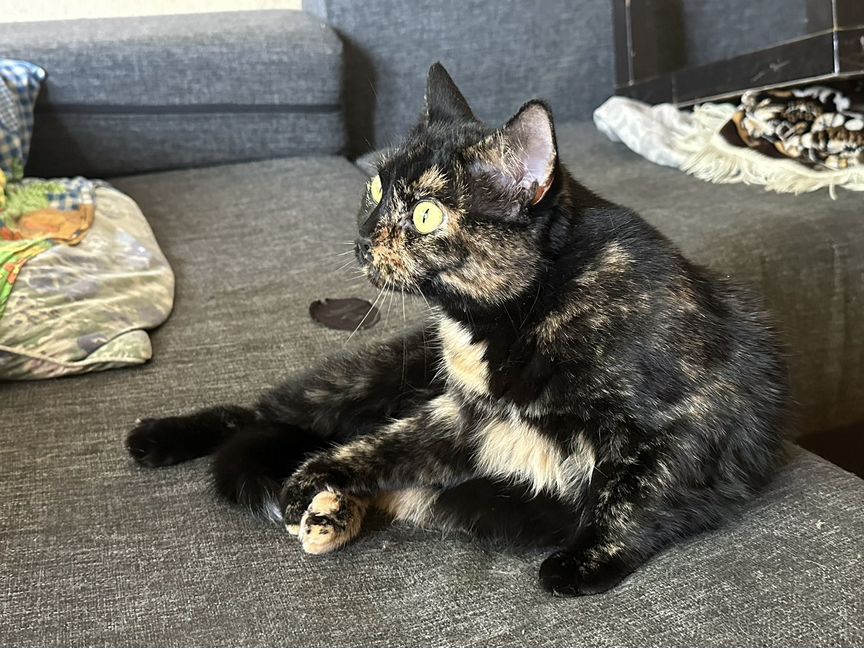 Домашняя кошка