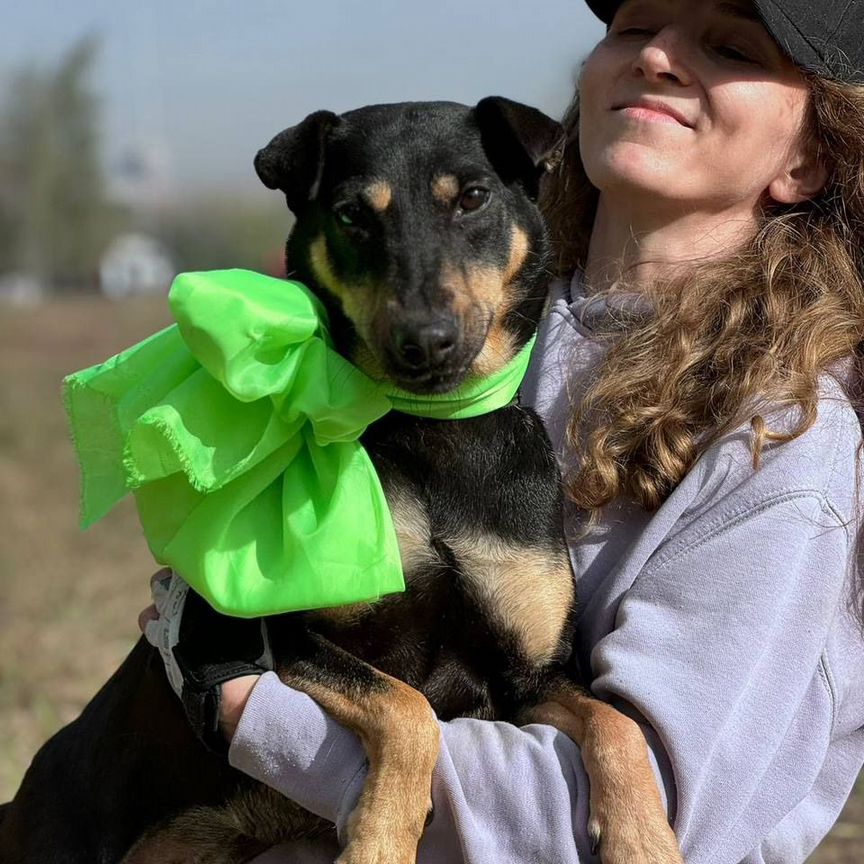 Собака Цыпа спасите из приюта