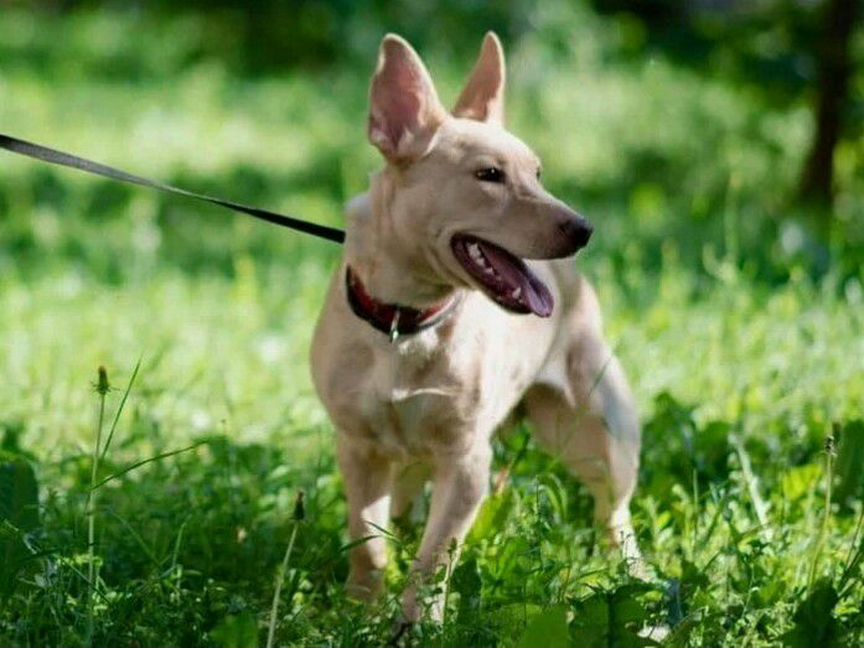 Джина: робкая собака / приют