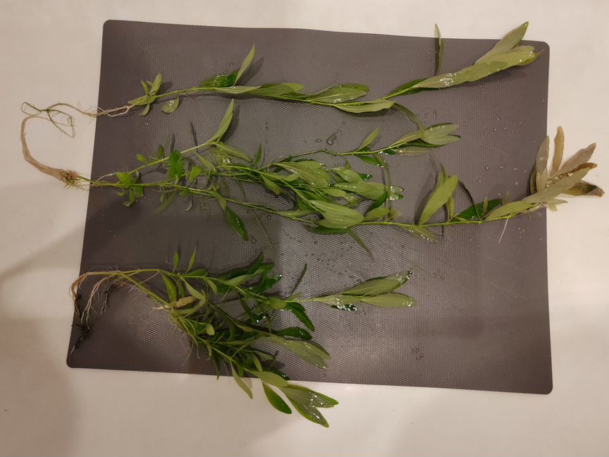 Аквариумная прополка