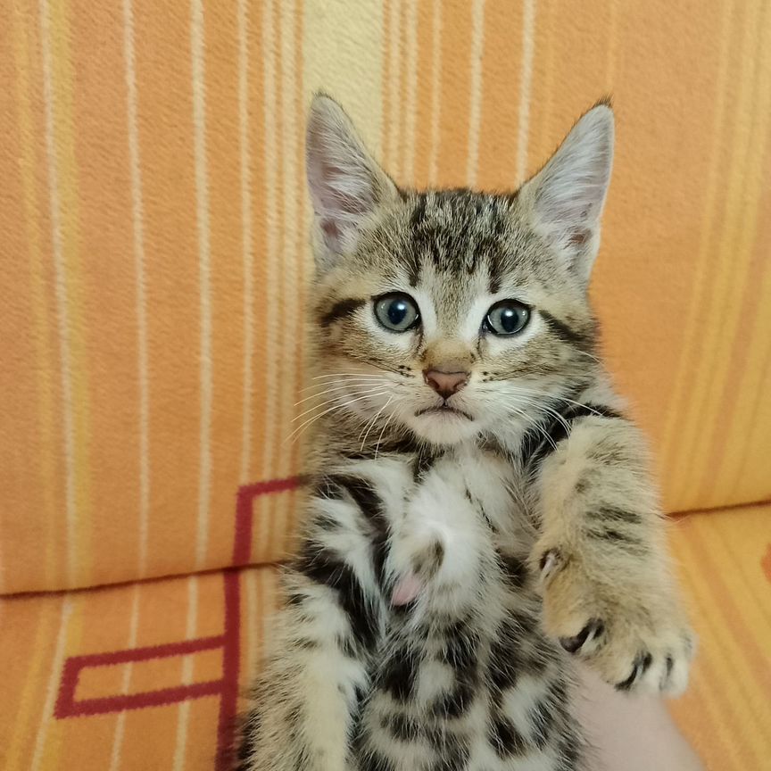 Котенок в добрые руки