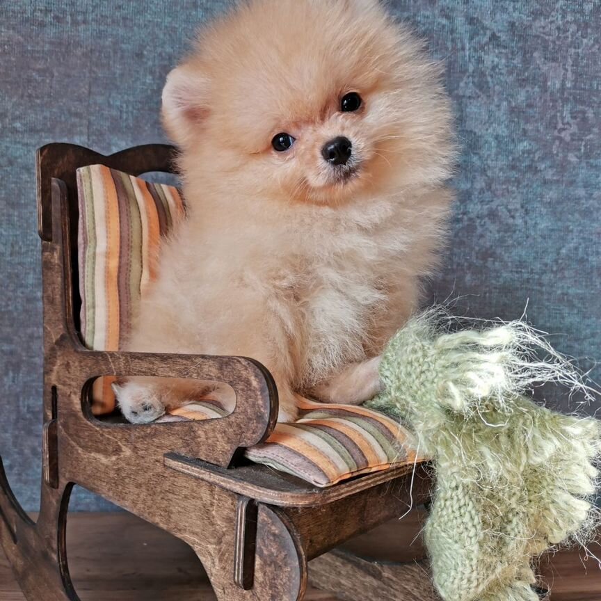 Померанский шпиц