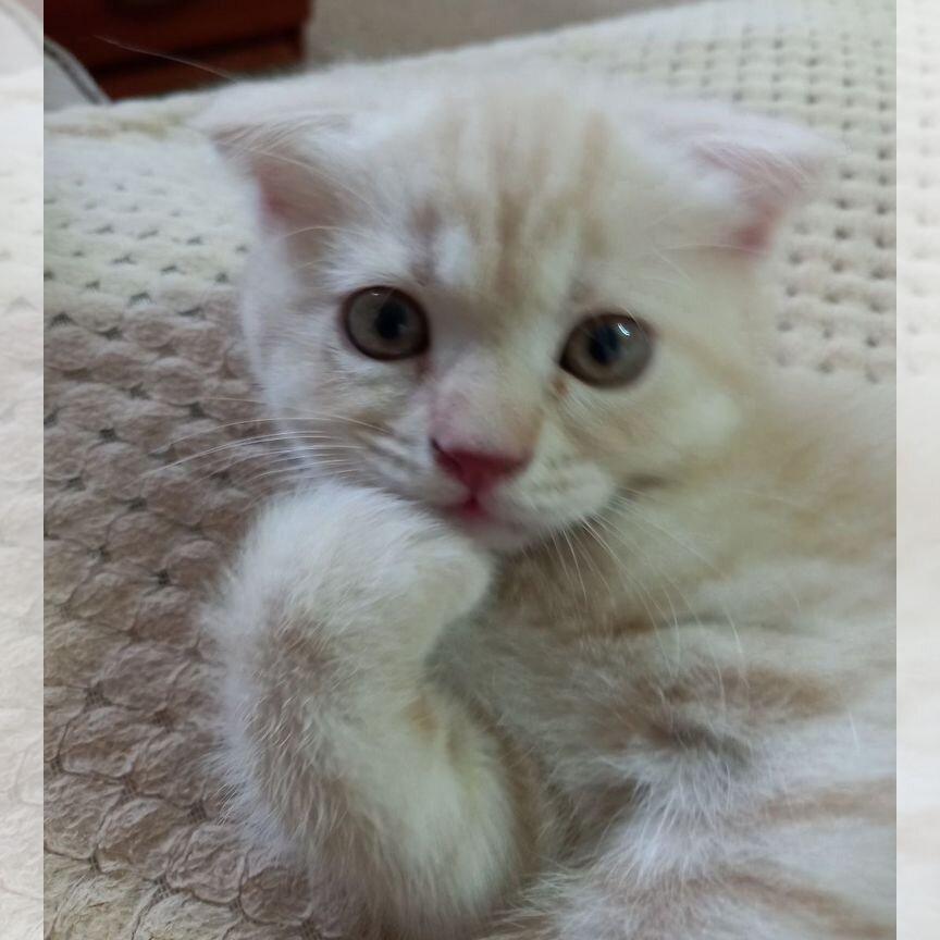 Шотландская вислоухая