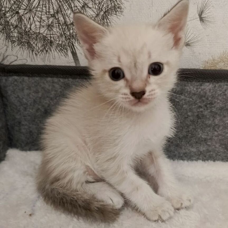 Котята