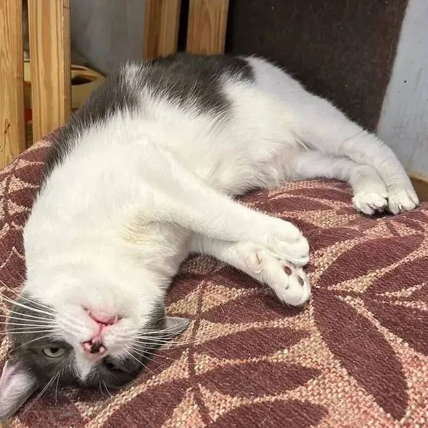 Взрослая, кошка в добрые руки