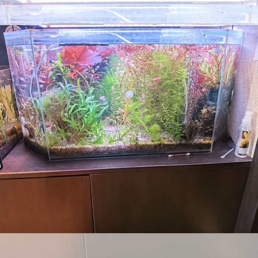 Аквариумные рыбки и растения