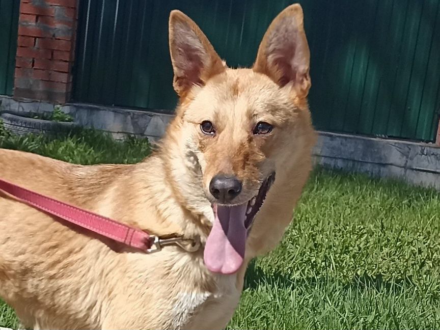 Рыжее чудо Милана, небольшого размера