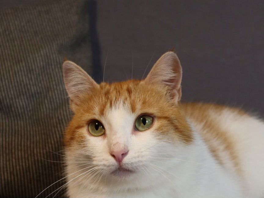 Кошечка Злата, 2 года