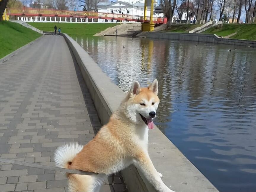 Собачка в добрые руки