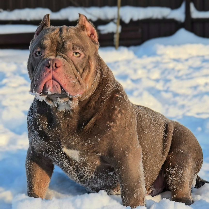 Американский булли, щенок