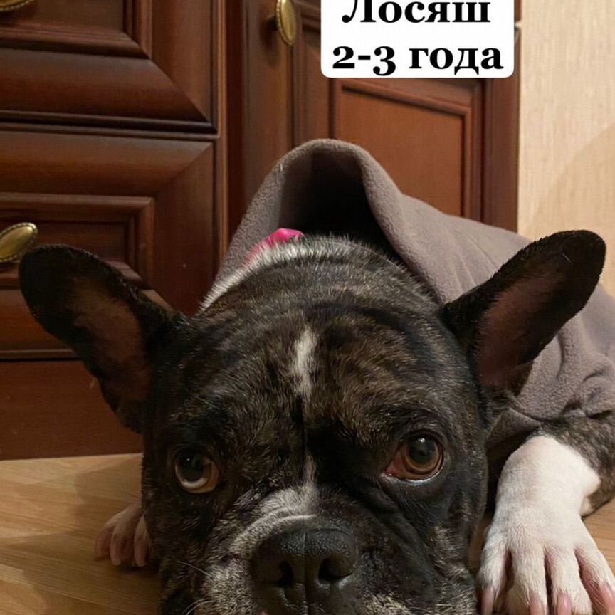 Булочка в поиске ответственной семьи
