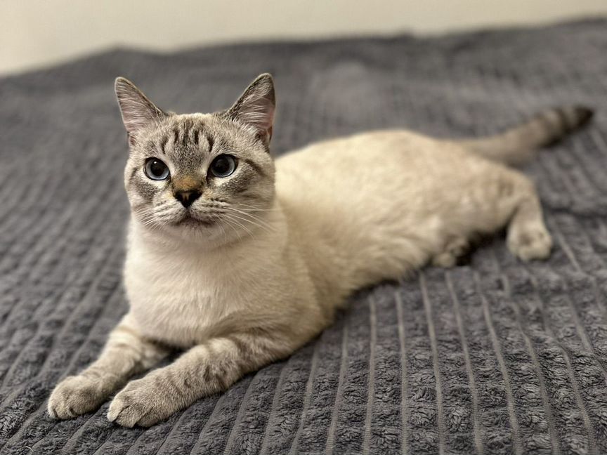 Котята в добрые руки бесплатно коты