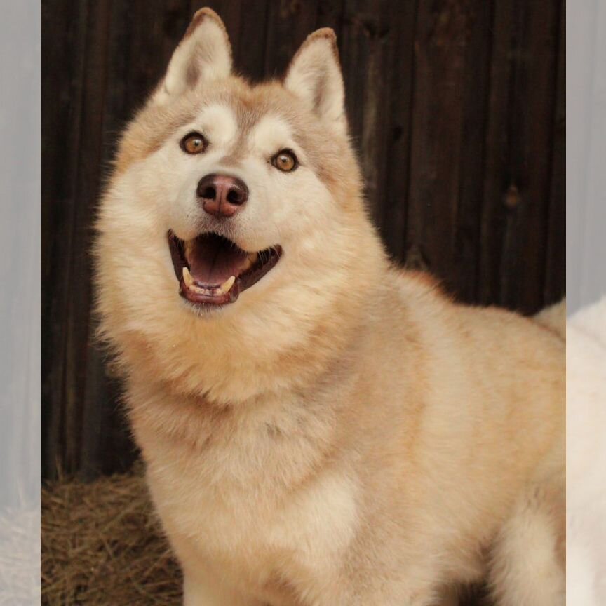 Аляскинский хаски, взрослый пёс