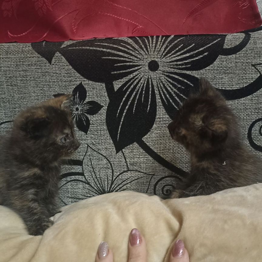 Шотландский вислоухий короткошёрстный котёнок