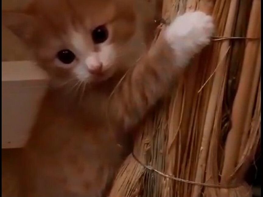 Котик Коржик 1,5 месяца