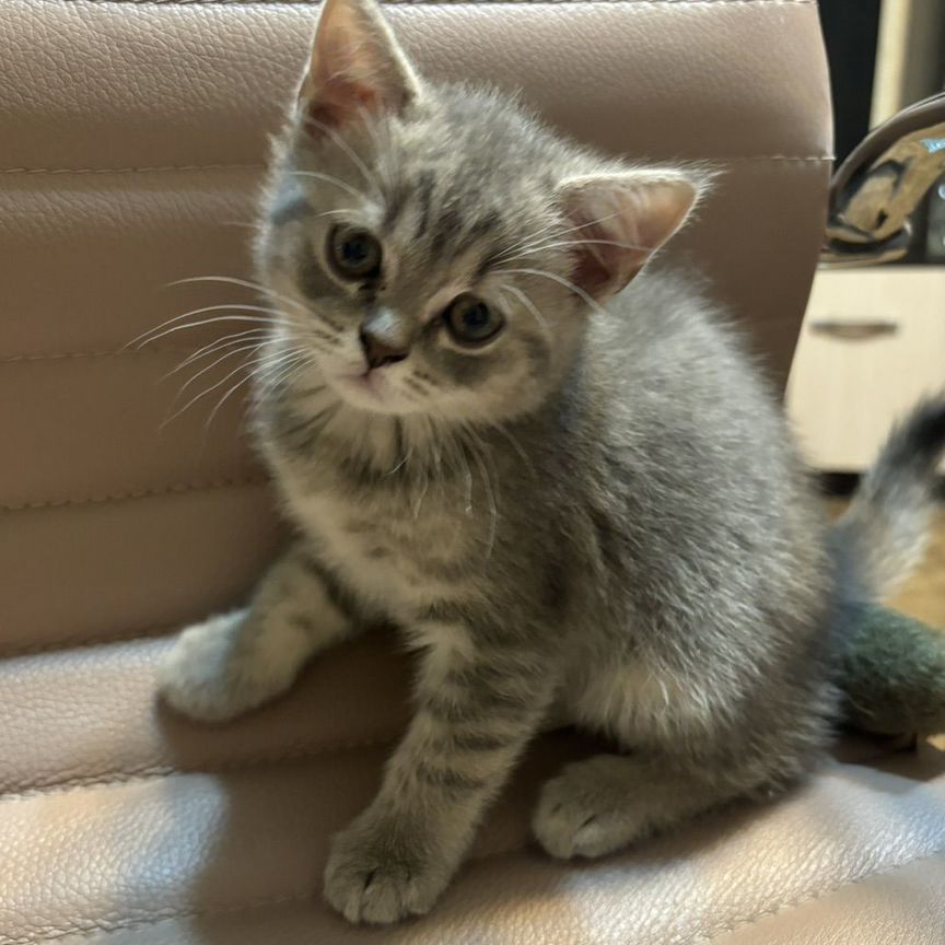 Шотландский прямоухий короткошёрстный котёнок