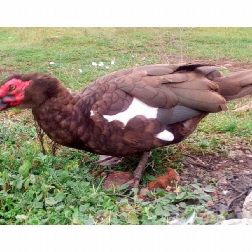 Утки-селезни красный бык