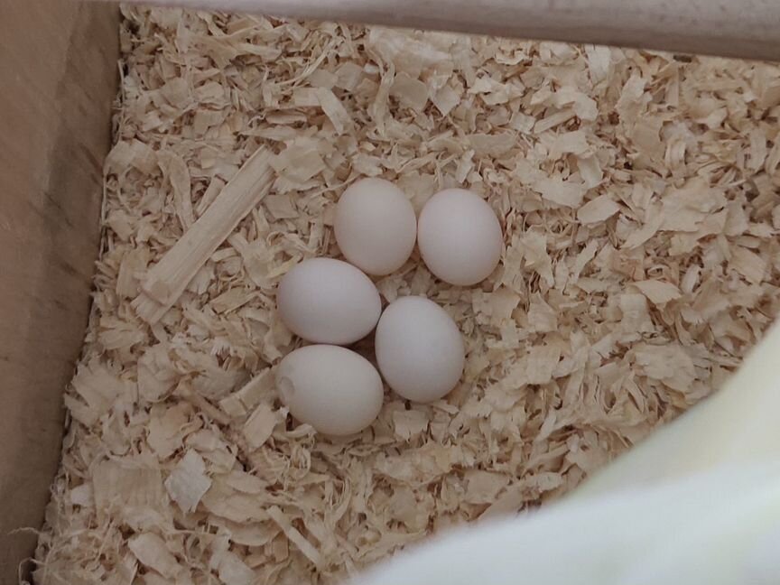 Отдам яйца попугая кореллы на "усыновление"