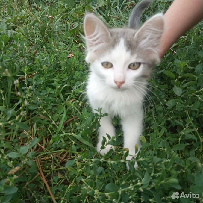 Молочные котята