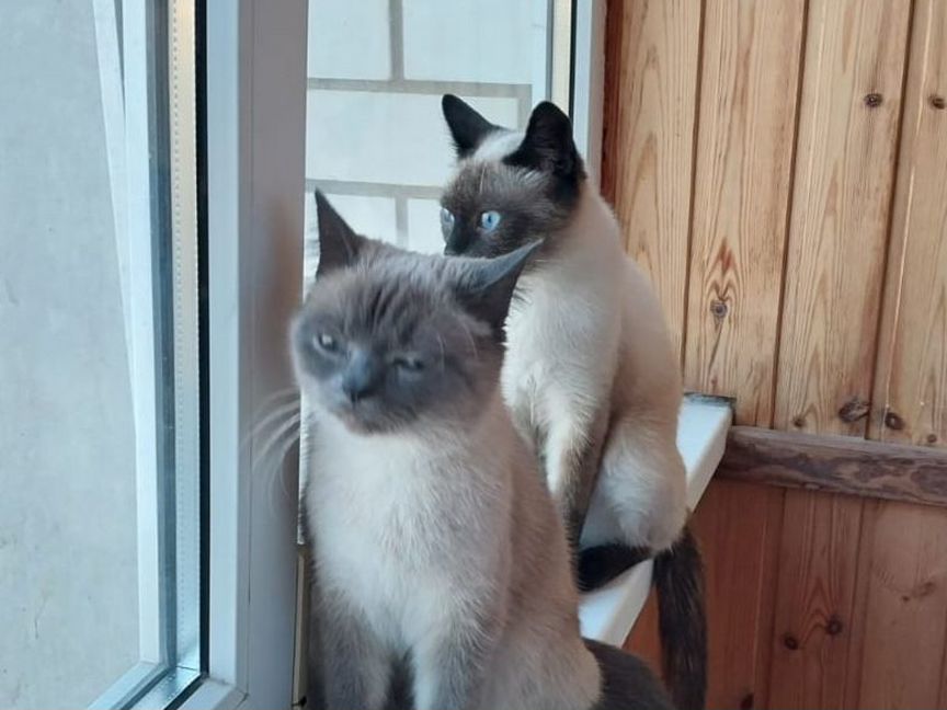 Котята на продажу