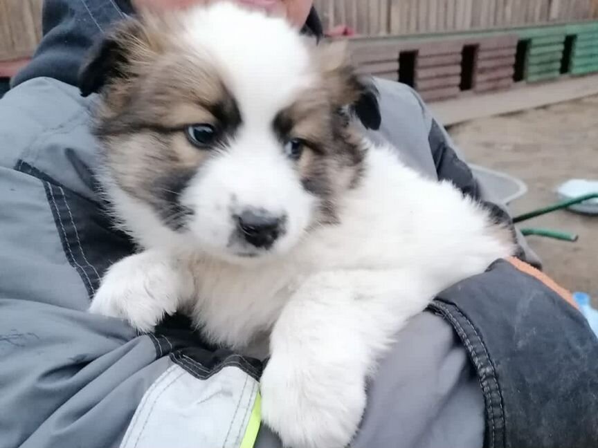 В хорошие ручки, бесплатно