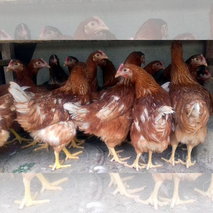 Несушка доставка молодка