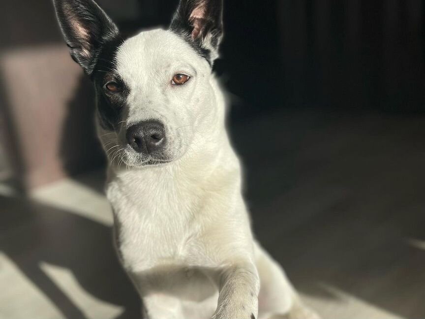 Собака в добрые руки