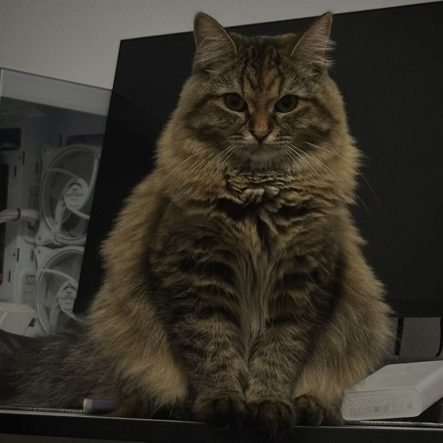 Сибирский котёнок