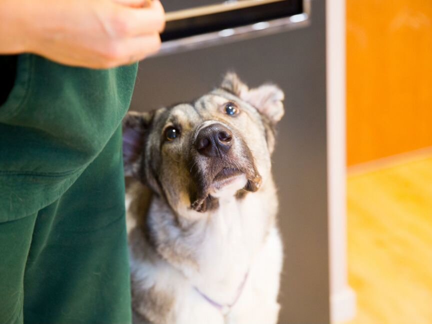 Знакомьтесь, это - Джордан, и он ищет любящий дом