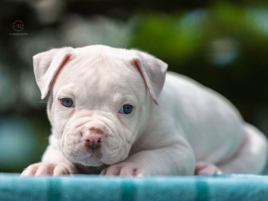 Продам щенка Американского бульдога