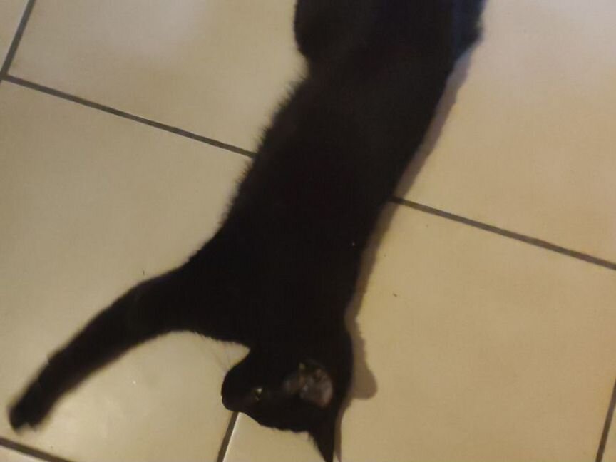 Котёнок ищет хозяина