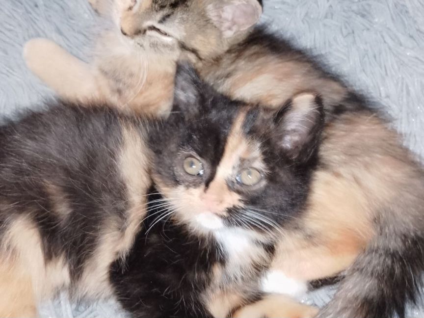 Кошка в дар