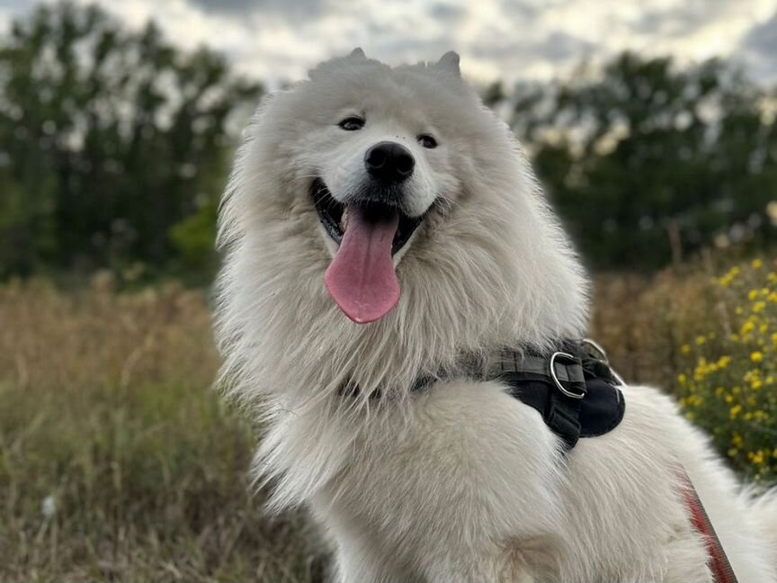 Самоедская лайка в добрые руки