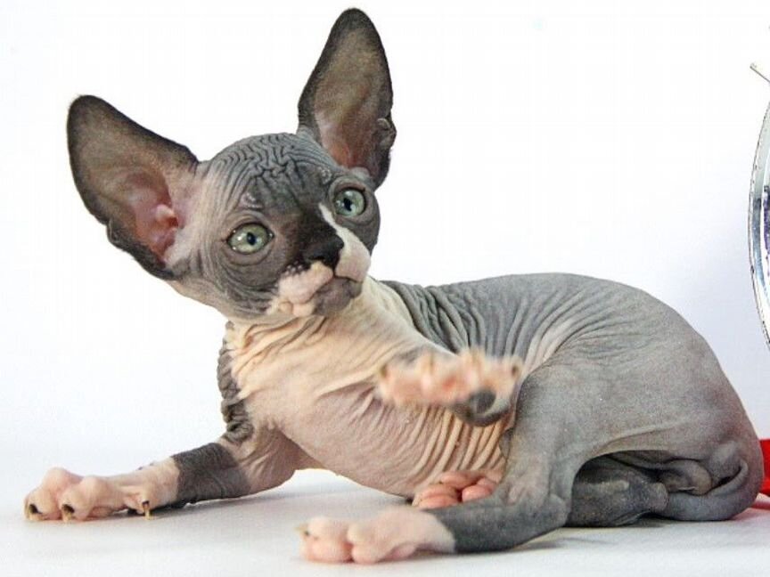 Чудесный расчудесный малыш Эрнест канадский сфинкс