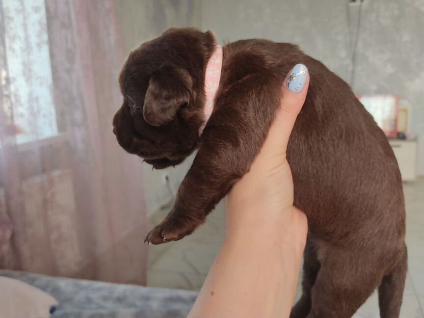 Щенки Лабрадора шоколадные