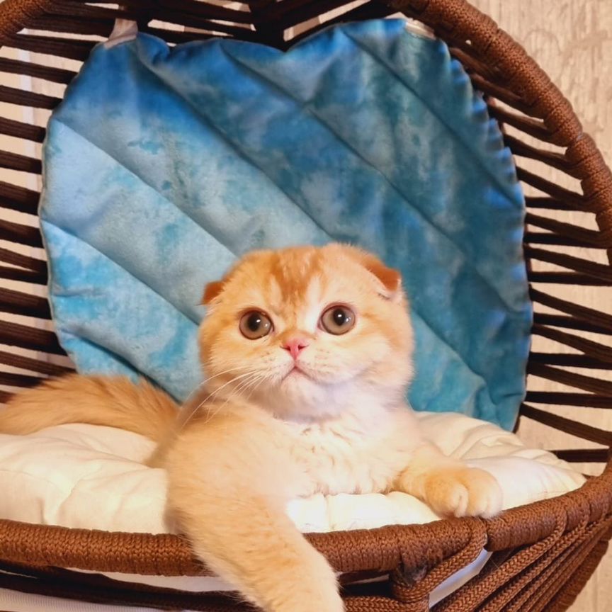 Шотландский мальчик