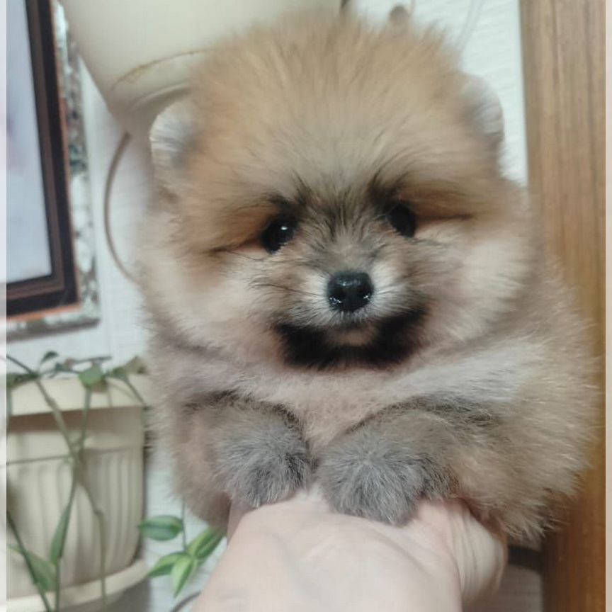 Ванильное чудо.Померанский шпиц