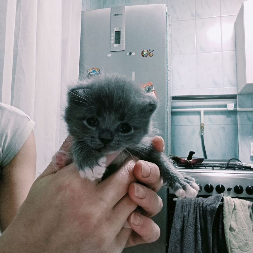 Котенок девочка